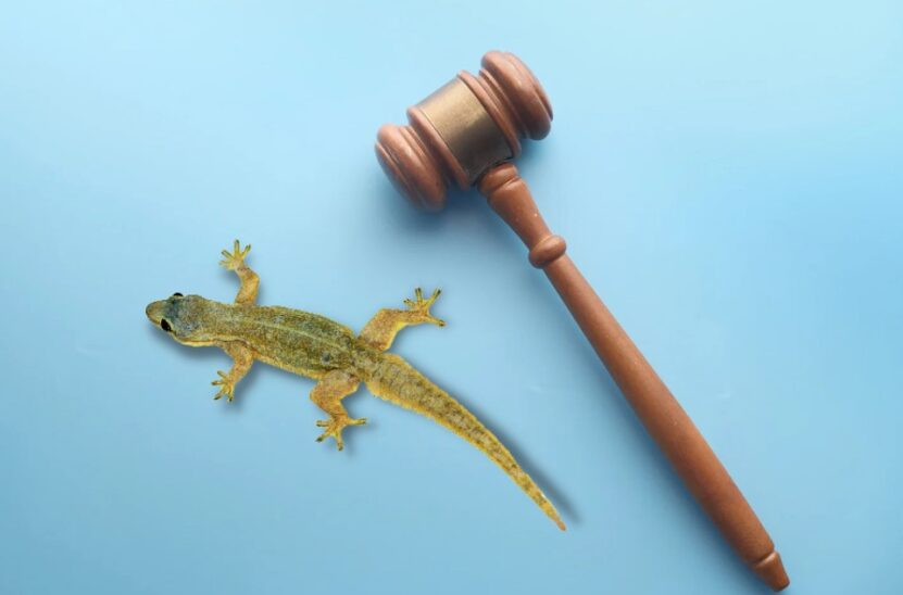 What Is USARK - Everything You Need to Know